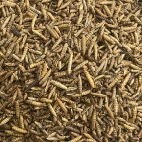 Exotic Naturals Archives - Vortex Baits